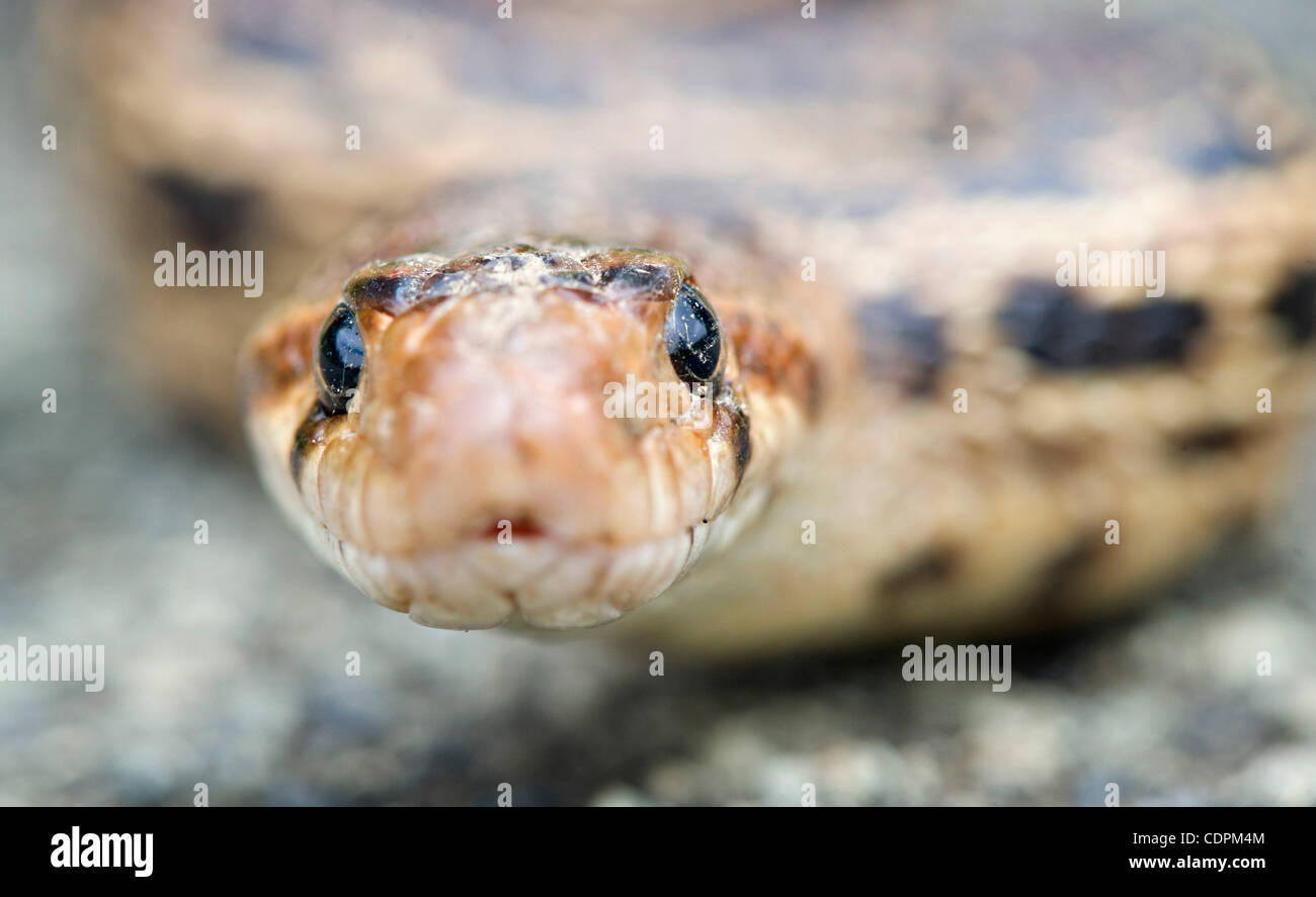 Oregon bull snake hi-res stock photography and images - Alamy