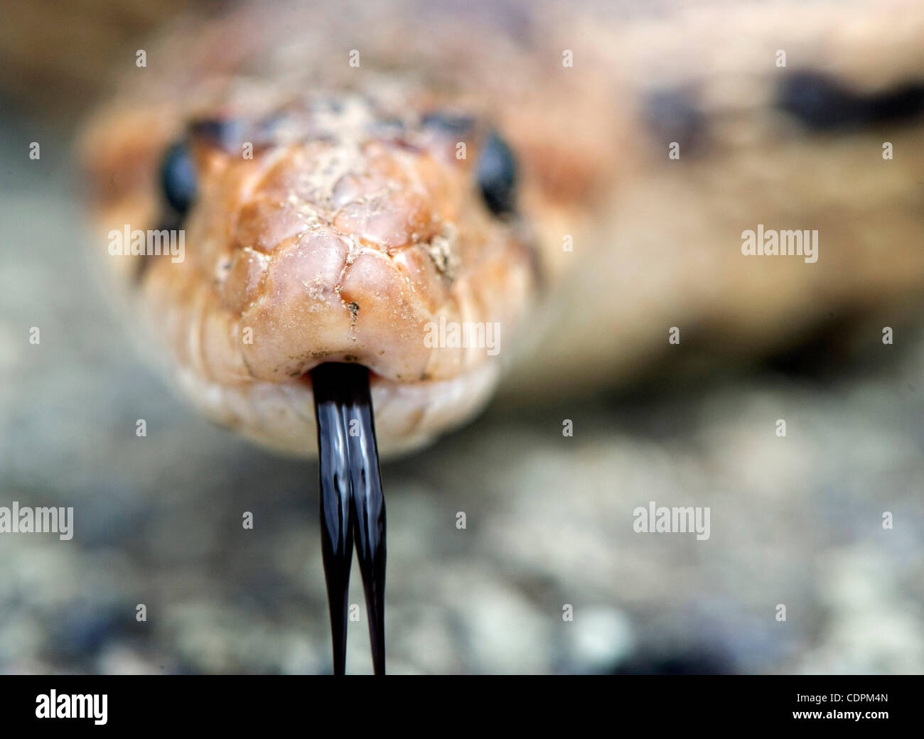 Oregon bull snake hi-res stock photography and images - Alamy