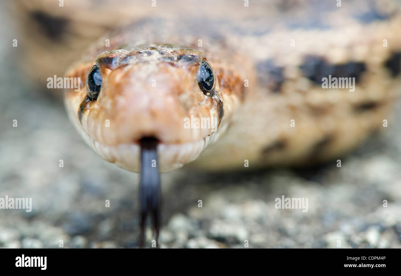 Oregon bull snake hi-res stock photography and images - Alamy