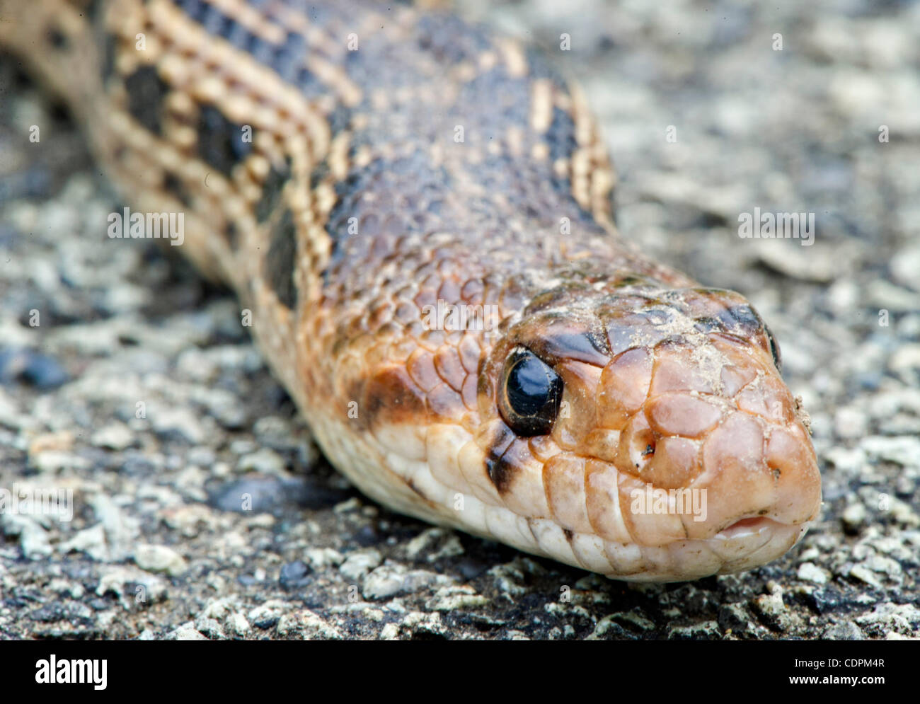 Oregon bull snake hi-res stock photography and images - Alamy