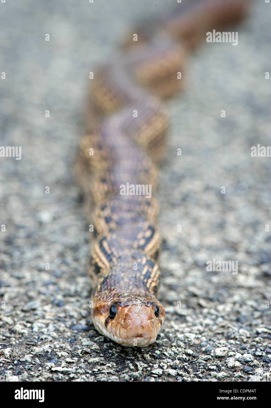 Oregon bull snake hi-res stock photography and images - Alamy