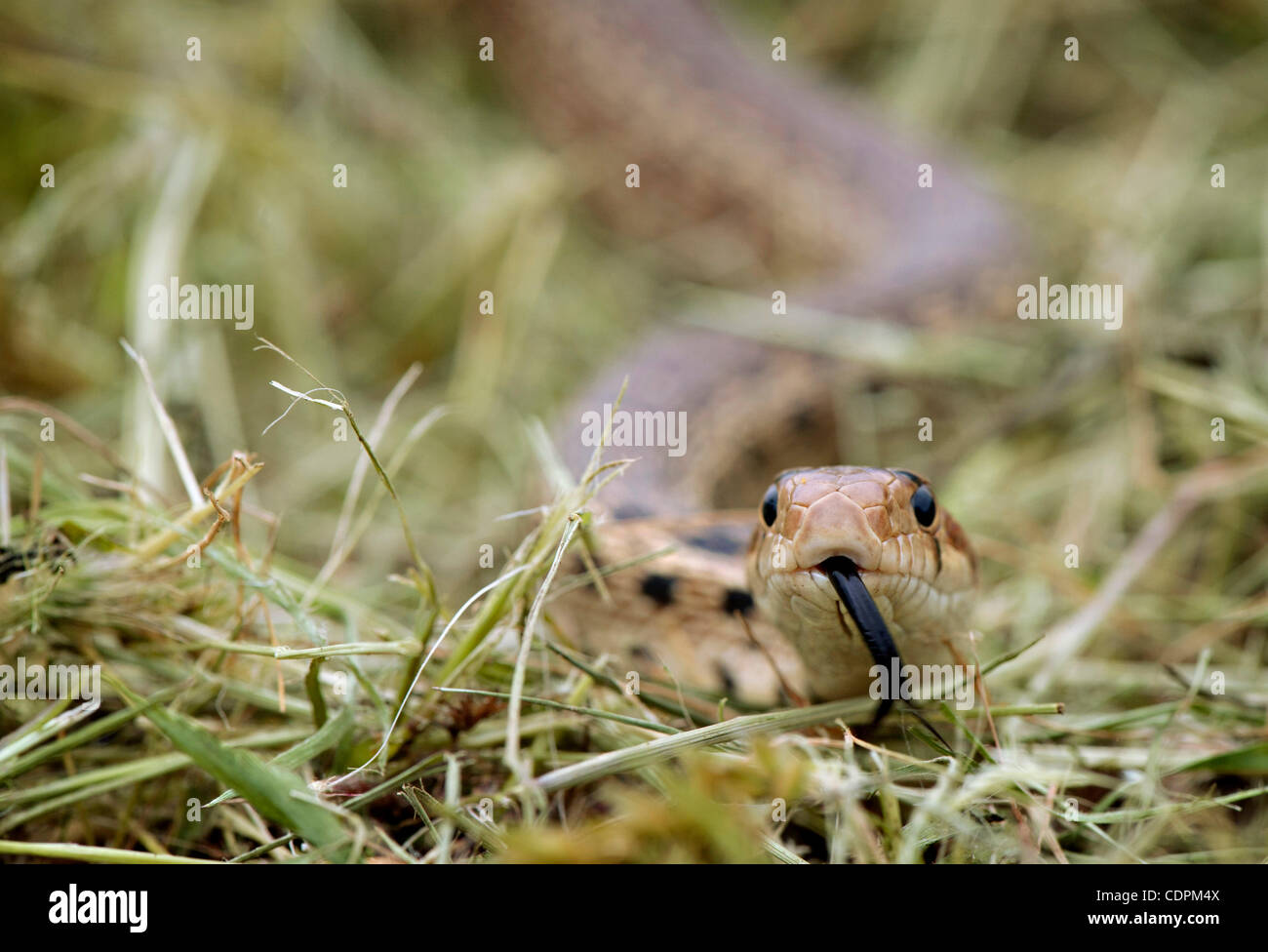 Oregon bull snake hi-res stock photography and images - Alamy