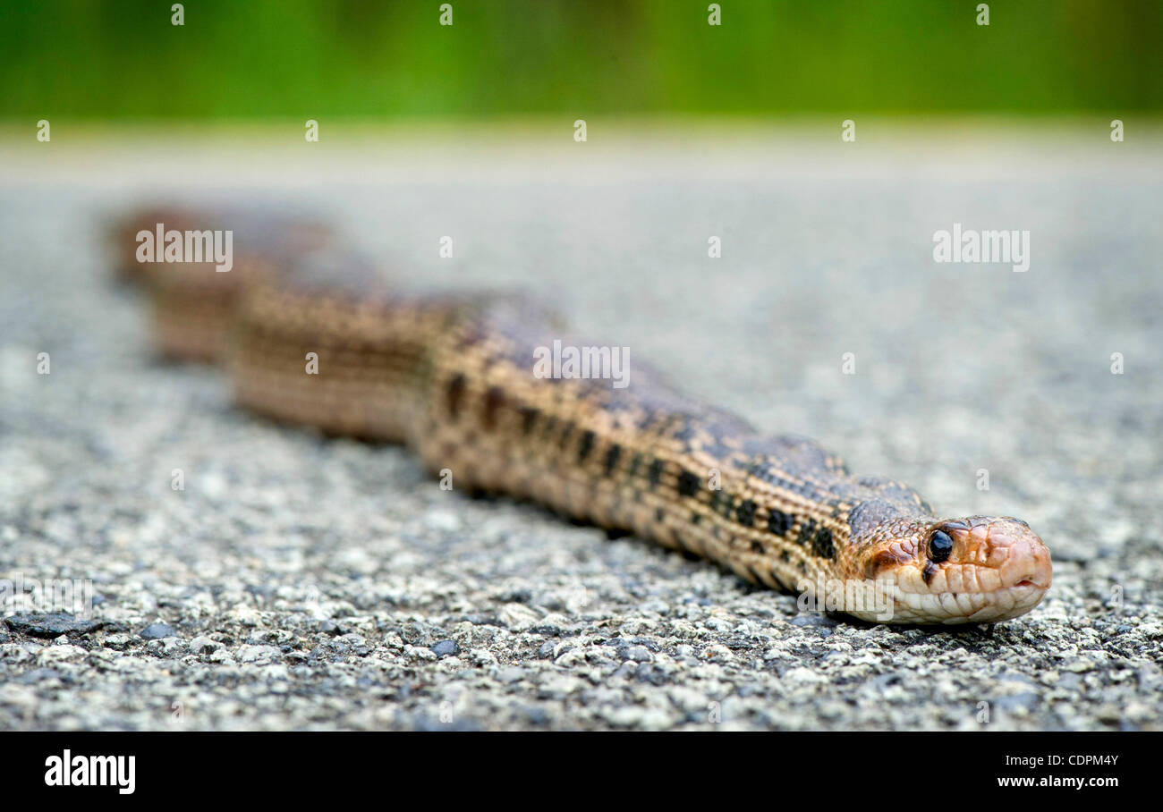 Oregon bull snake hi-res stock photography and images - Alamy