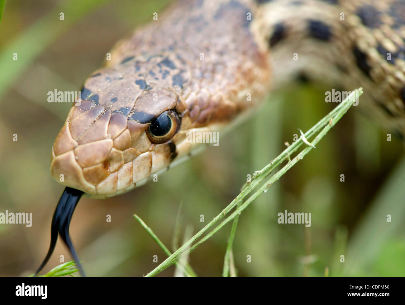Oregon bull snake hi-res stock photography and images - Alamy