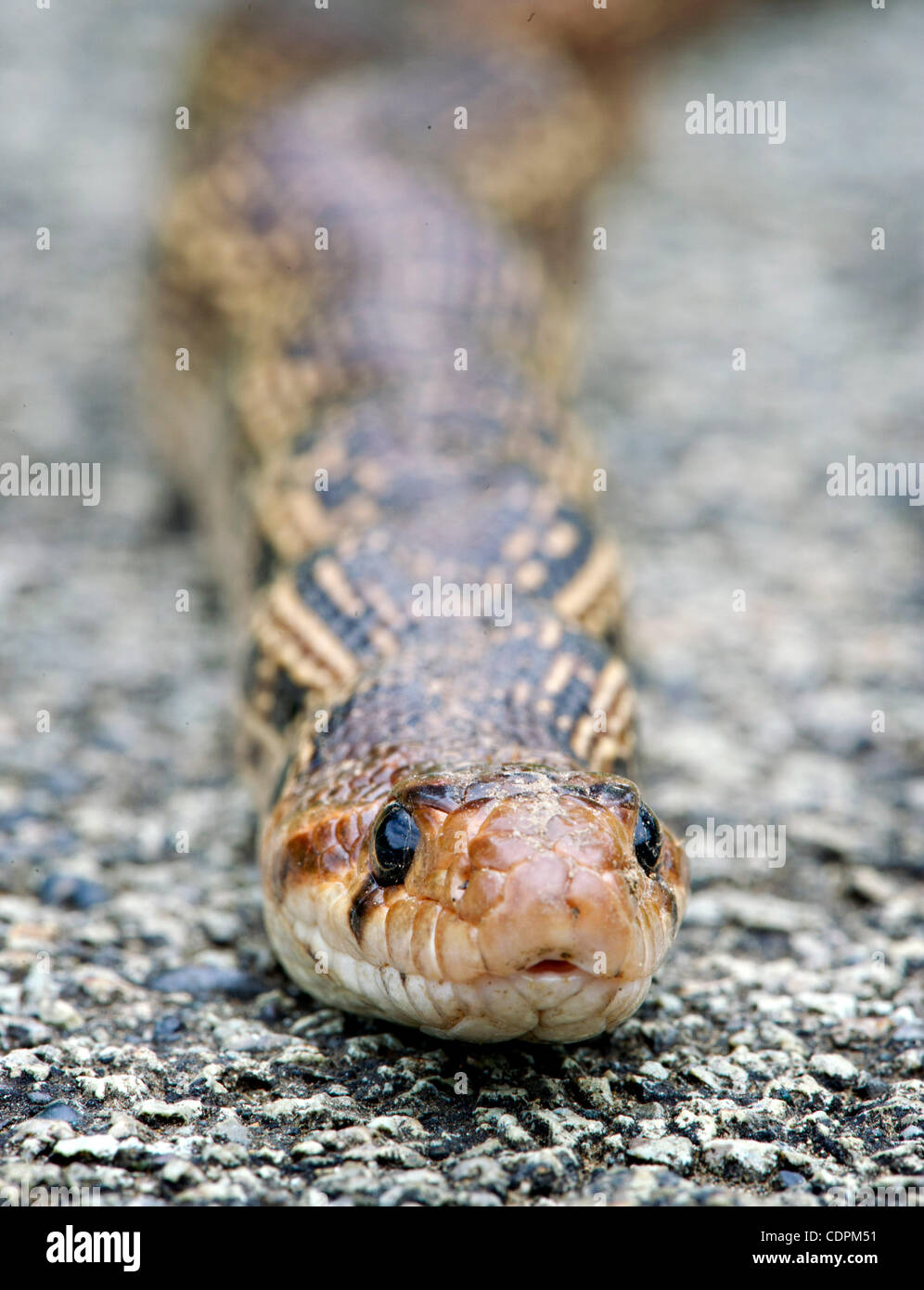 Oregon bull snake hi-res stock photography and images - Alamy