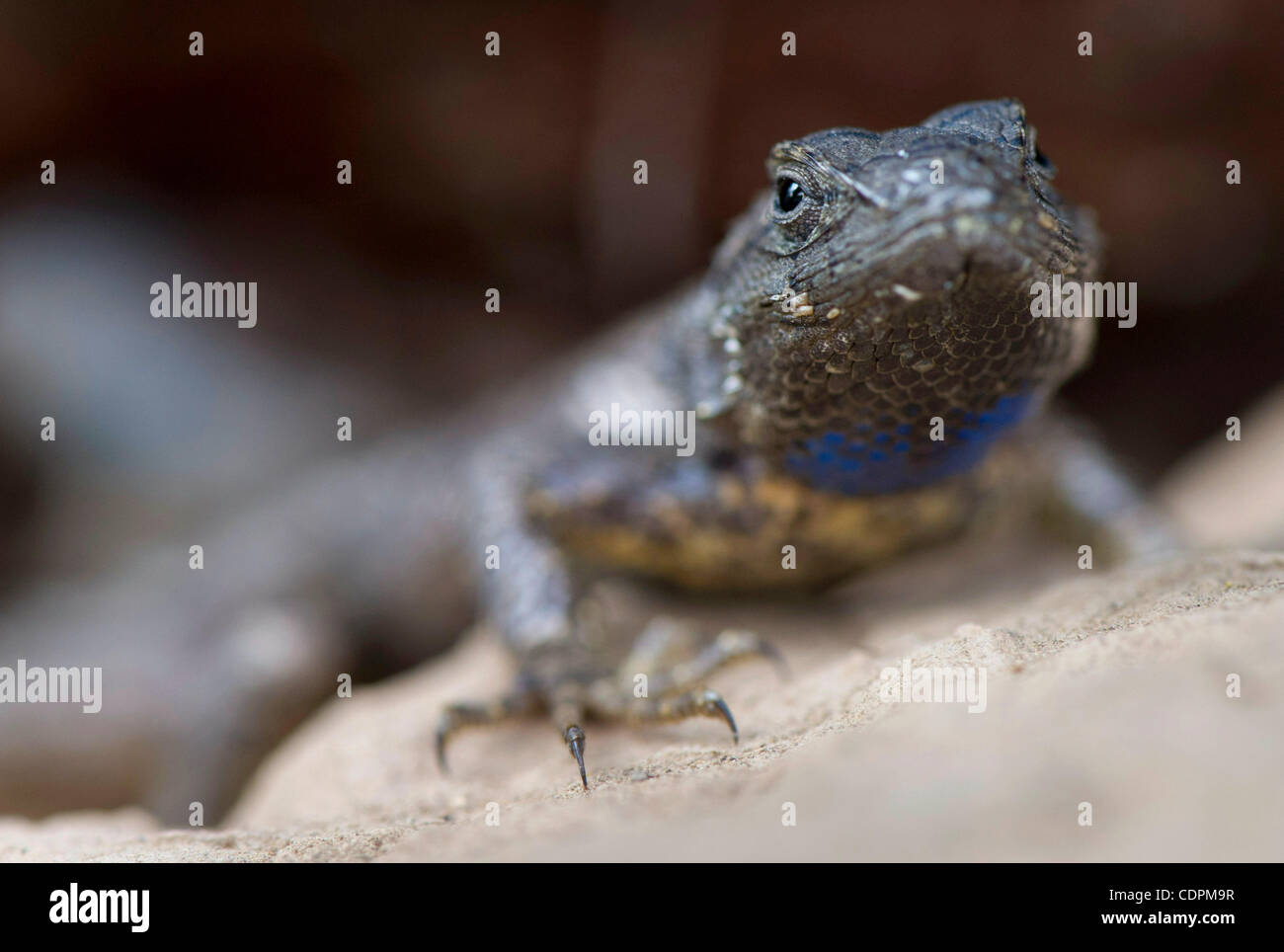 June 9, 2011 - Elkton, Oregon, U.S - A wild western fence lizard ...