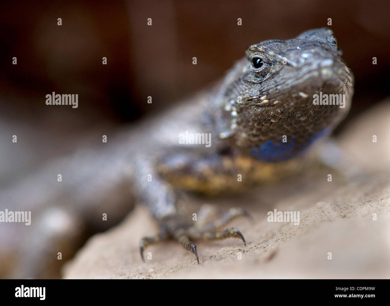 June 9, 2011 - Elkton, Oregon, U.S - A wild western fence lizard ...