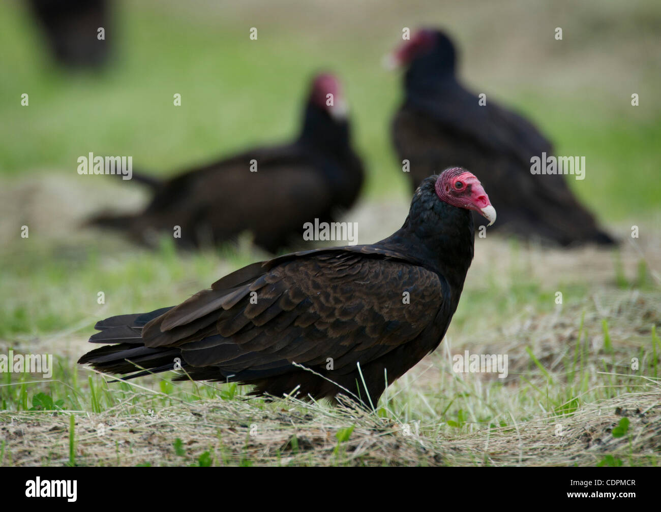 Widespread in south america hi-res stock photography and images - Alamy
