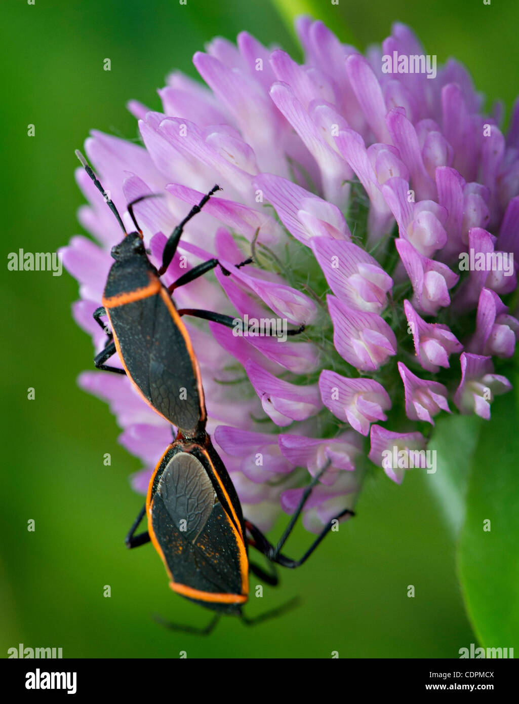 Bordered plant bugs hi-res stock photography and images - Alamy