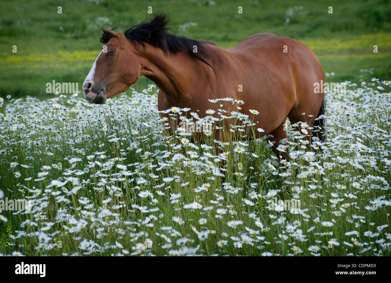 Horse daisy hi-res stock photography and images - Alamy