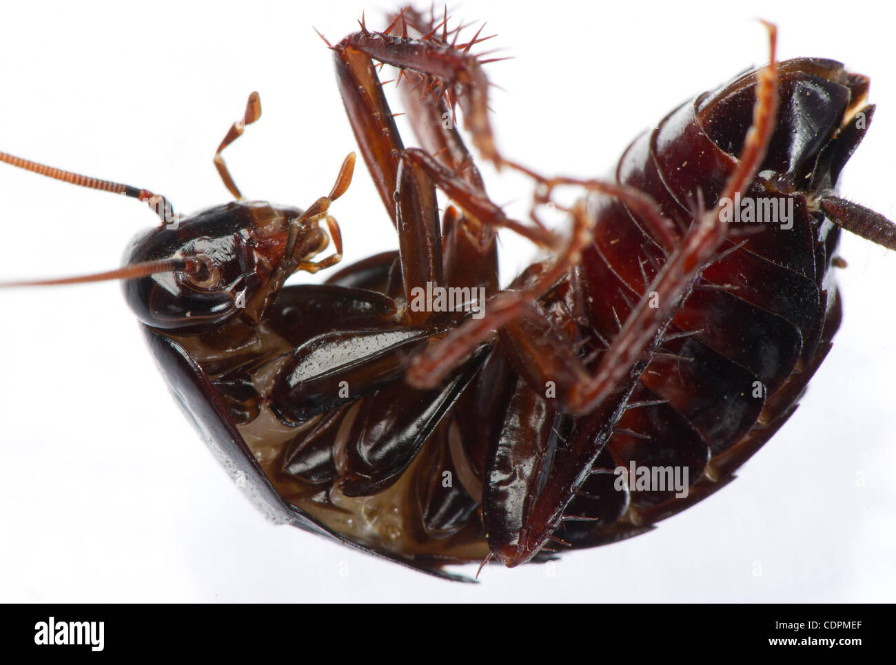 June 17, 2011 - Roseburg, Oregon, U.S - A large live Oriental cockroach ...