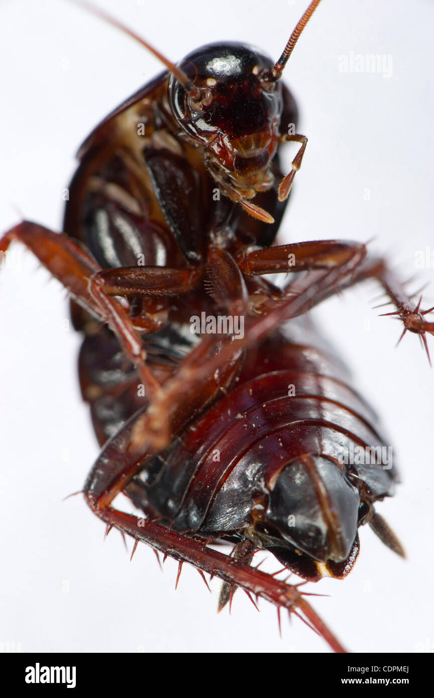 June 17, 2011 - Roseburg, Oregon, U.S - A large live Oriental cockroach ...