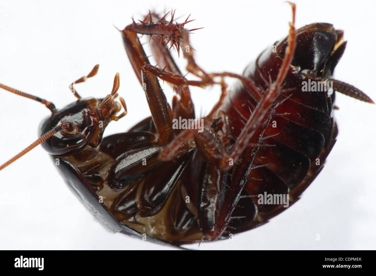 June 17, 2011 - Roseburg, Oregon, U.S - A large live Oriental cockroach ...