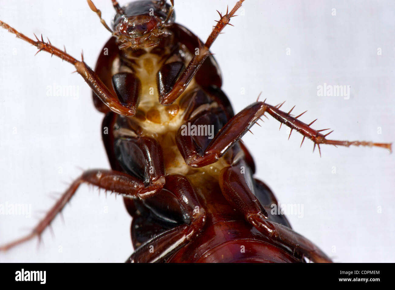 June 17, 2011 - Roseburg, Oregon, U.S - A large live Oriental cockroach ...