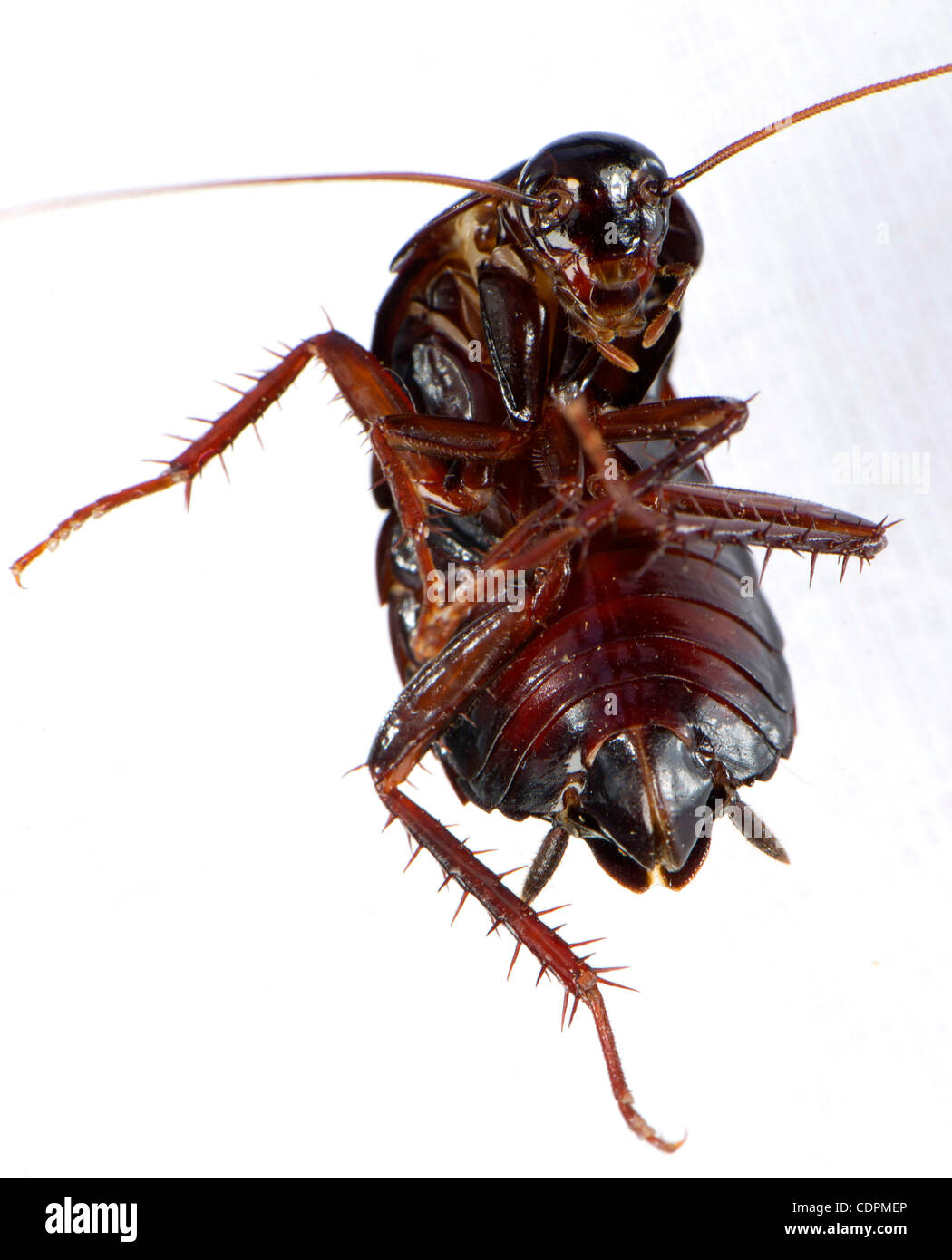 June 17, 2011 - Roseburg, Oregon, U.S - A large live Oriental cockroach ...