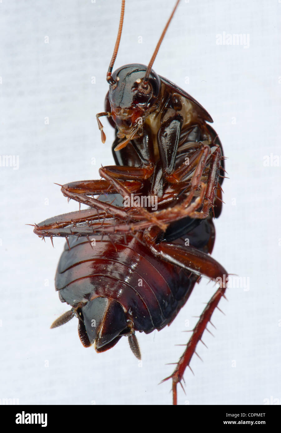 June 17, 2011 - Roseburg, Oregon, U.S - A large live Oriental cockroach ...