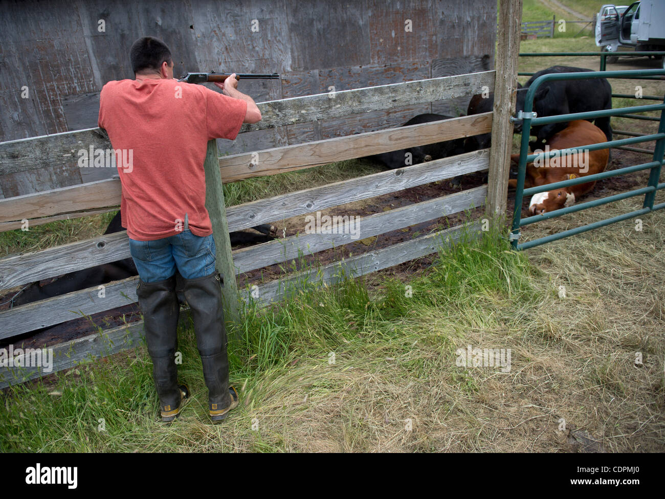 Beef operation hi-res stock photography and images - Alamy