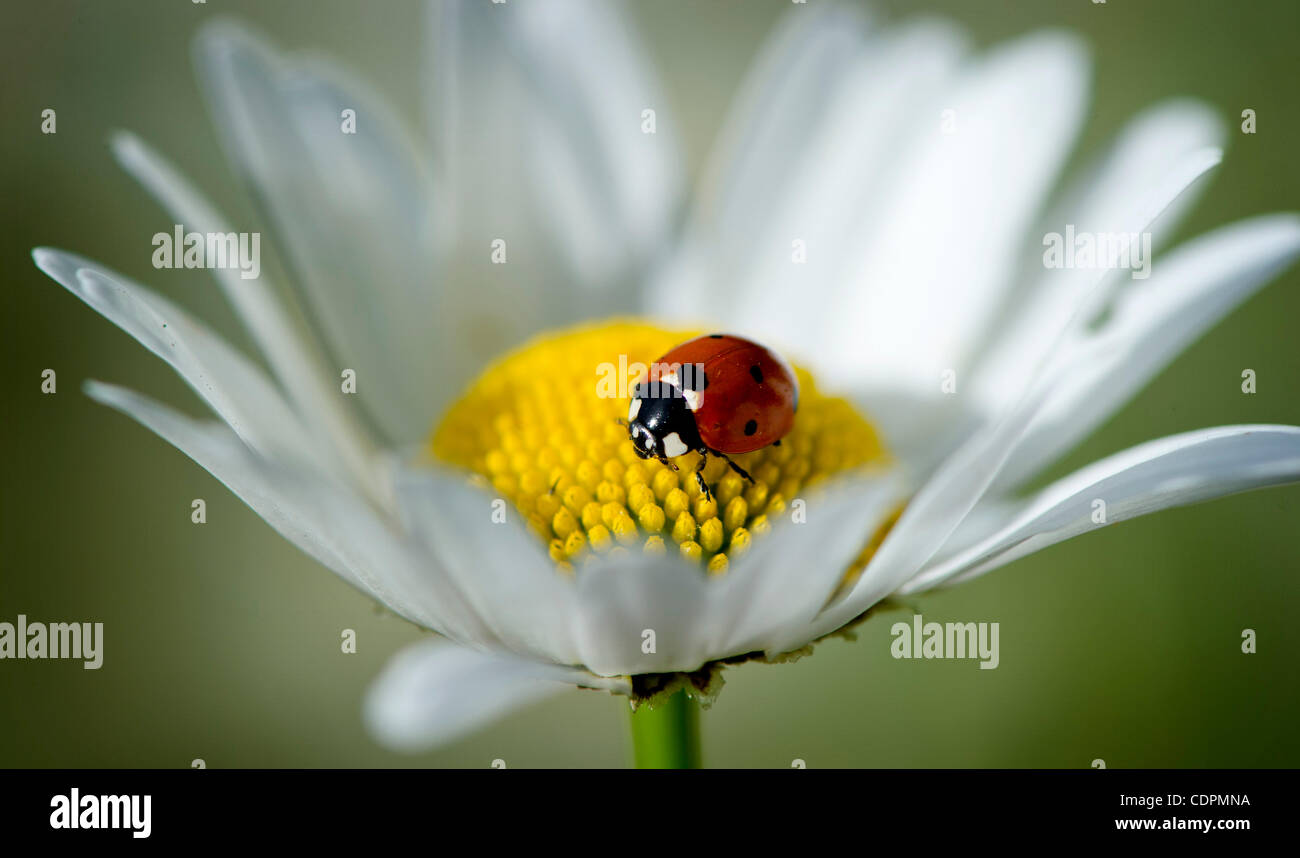 June 27, 2011 - Sutherlin, Oregon, U.S - A ladybug climbs on a daisy ...
