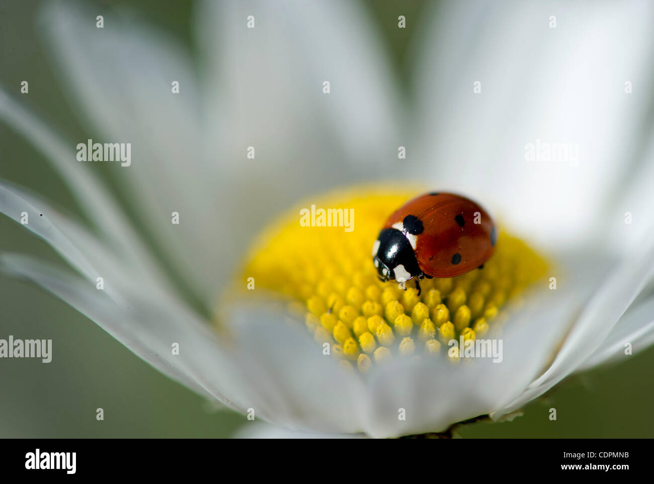 Cdpmnb hi-res stock photography and images - Alamy