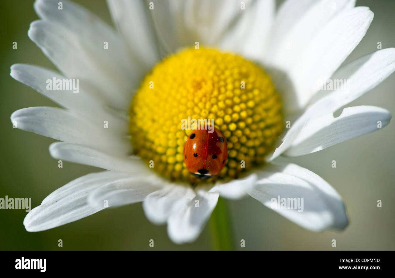 June 27, 2011 - Sutherlin, Oregon, U.S - A ladybug climbs on a daisy ...