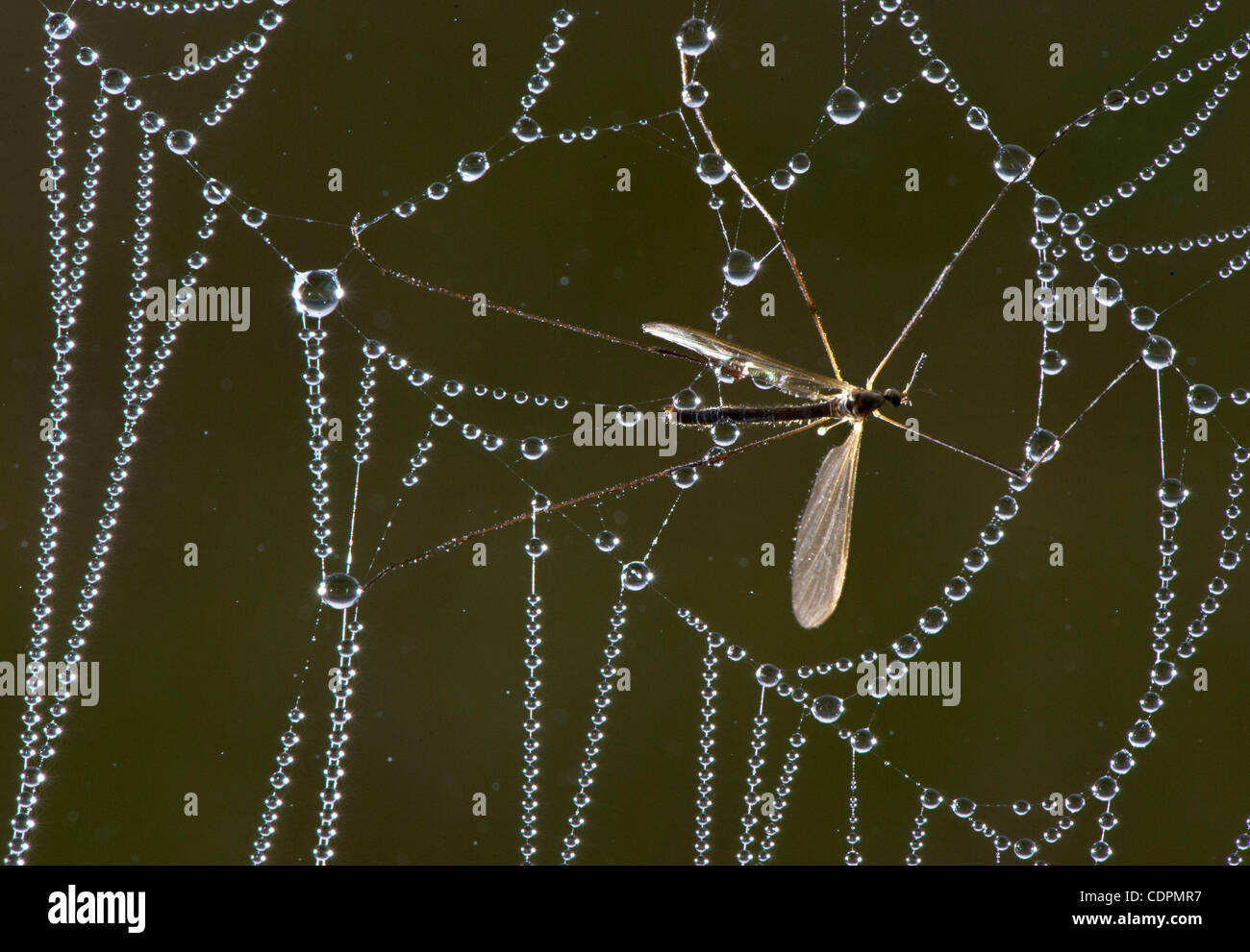 Mosquito hawk hi-res stock photography and images - Alamy