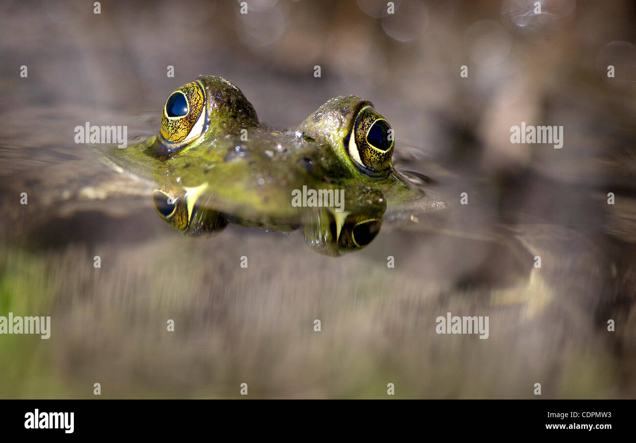 Invasive species american bullfrog hi-res stock photography and images ...