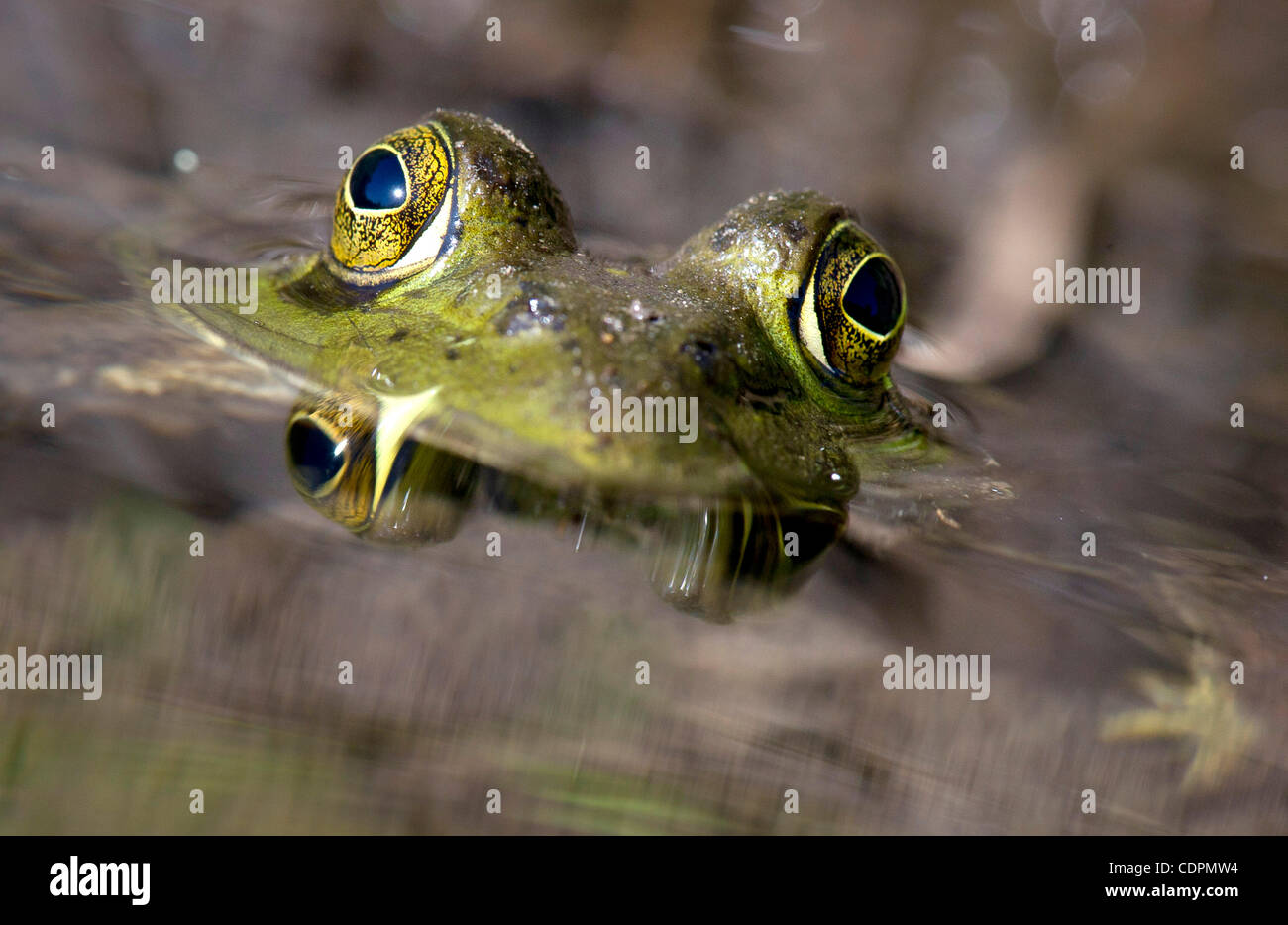 July 8, 2011 - Roseburg, Oregon, U.S - An American bullfrog floats in a ...