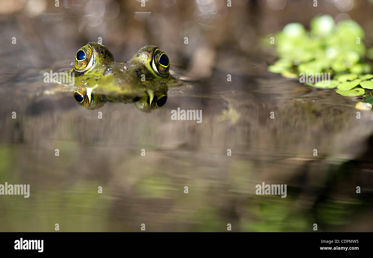 Invasive species oregon hi-res stock photography and images - Alamy