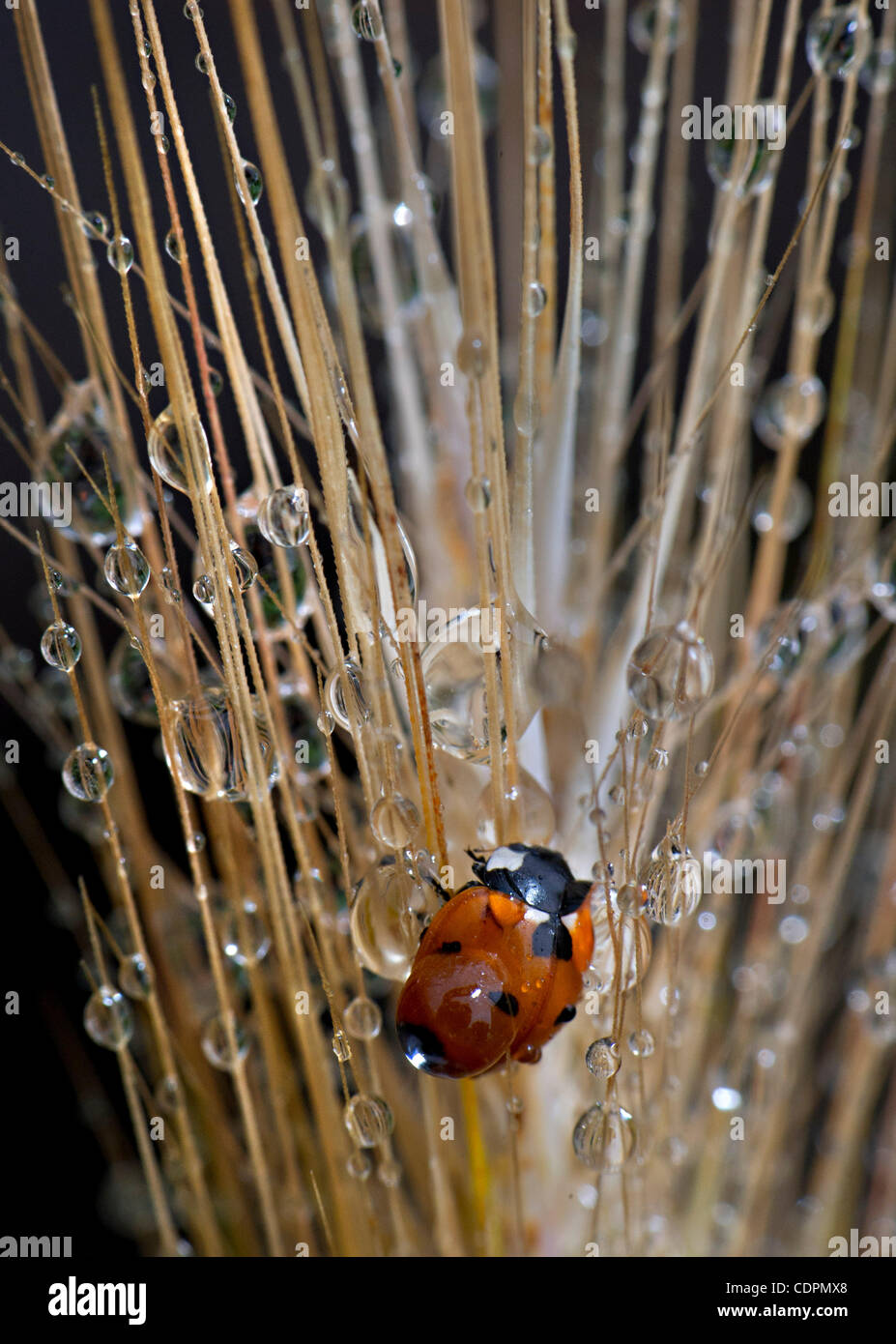July 12, 2011 - Roseburg, Oregon, U.S - A ladybug shelters from the ...