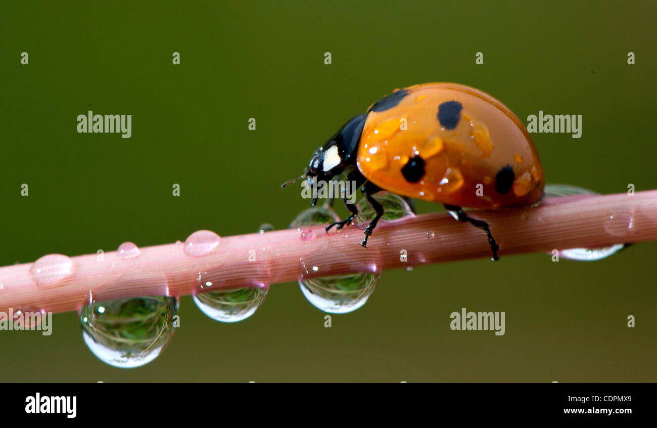 July 12, 2011 - Roseburg, Oregon, U.S - A damp ladybug climbs on a tall ...