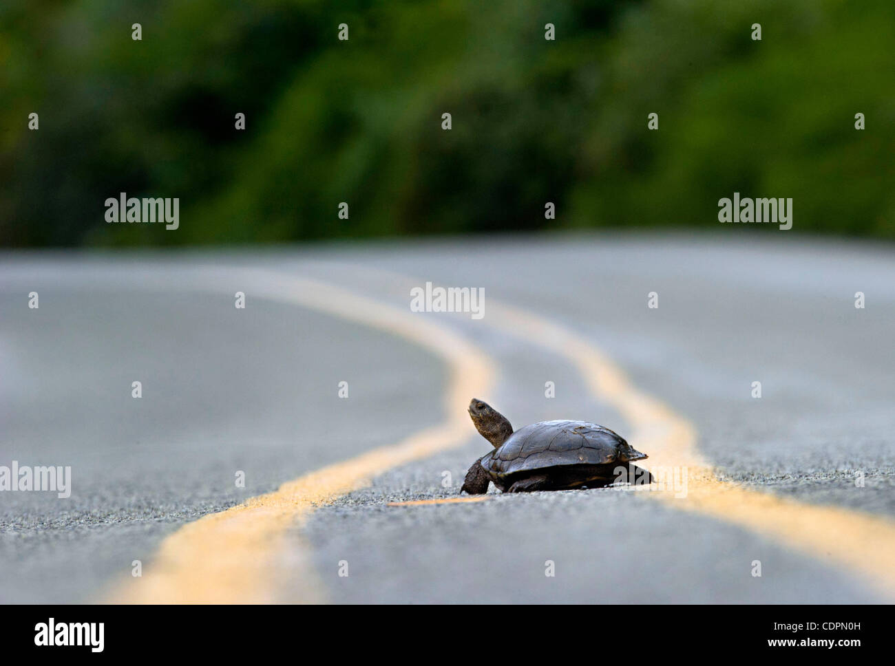 July 16, 2011 - Oakland, Oregon, U.S - A western pond turtle slowly ...