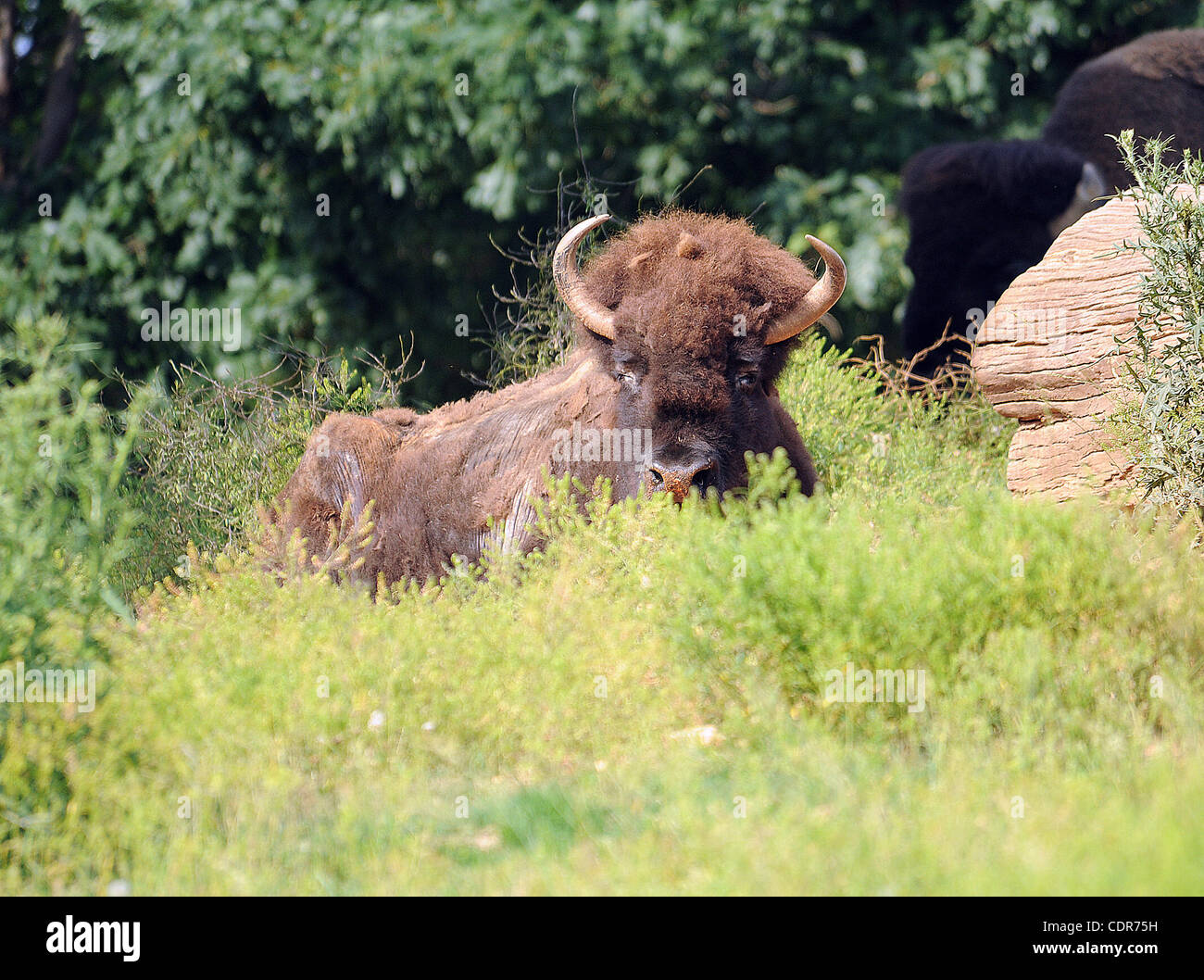 Buffaloe hi-res stock photography and images - Alamy