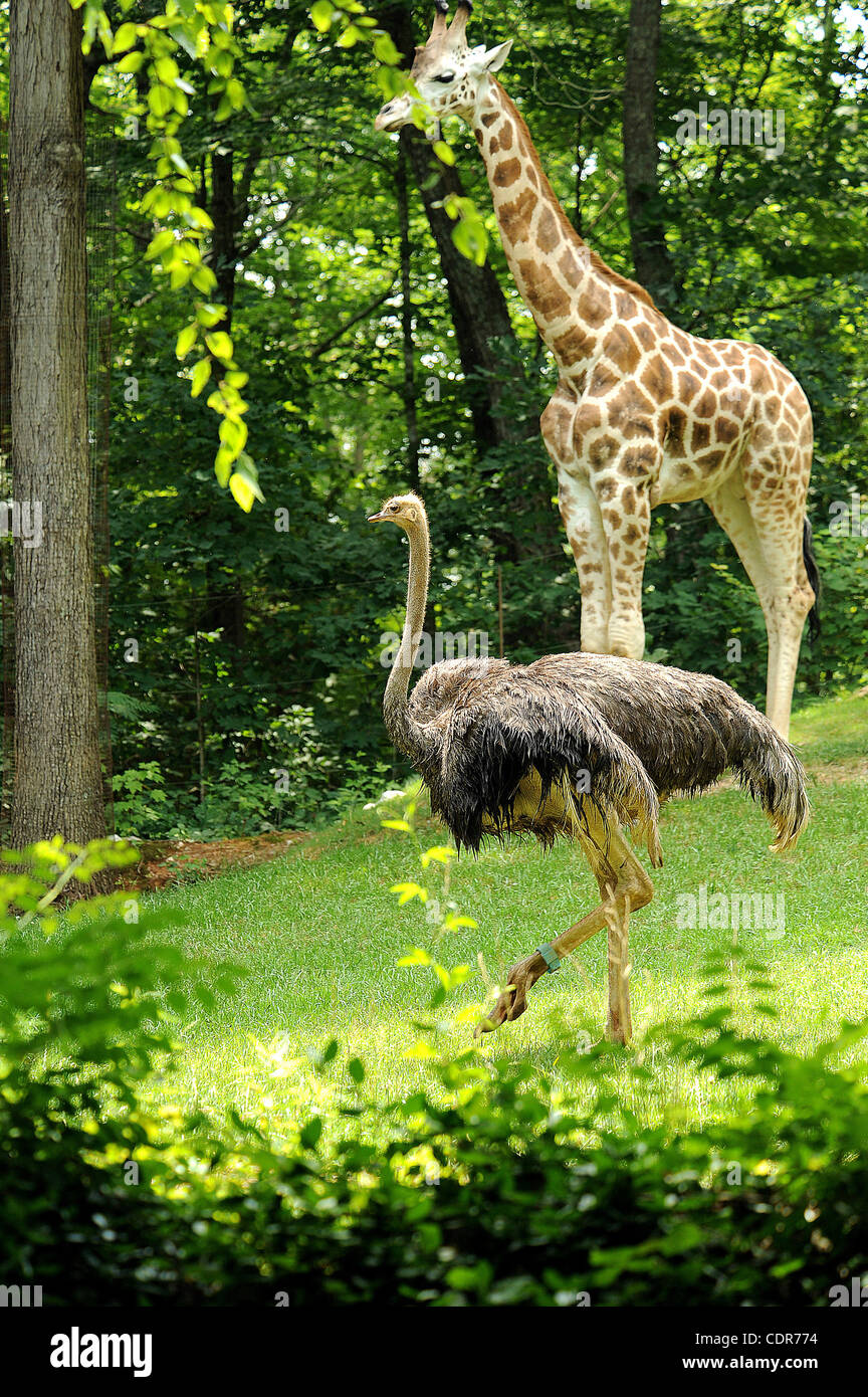 May 29, 2011 - Asheboro, North Carolina; USA - A GIRAFFE and OSTRICH ...