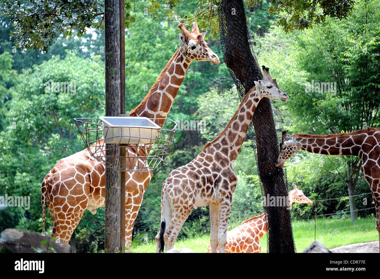 Asheboro zoo hi-res stock photography and images - Alamy
