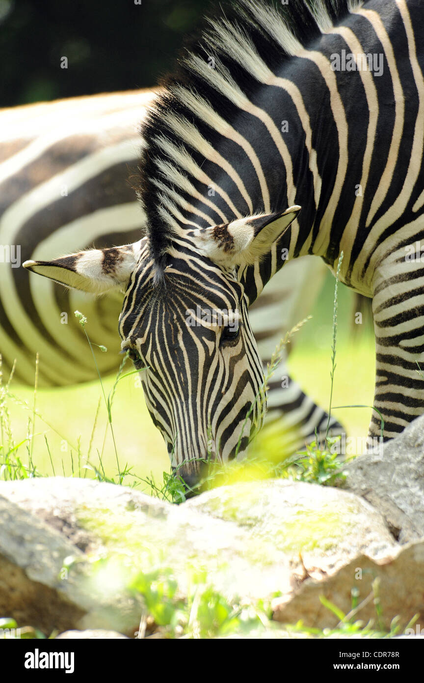 Zebra North Carolina Zoo High Resolution Stock Photography and Images ...