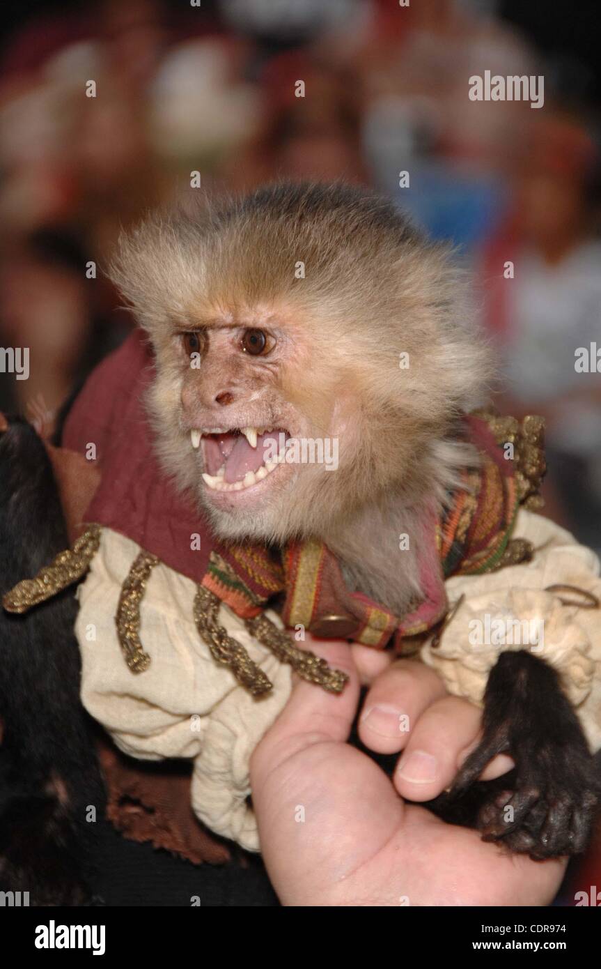 Monkey pirates of the caribbean hi-res stock photography and images - Alamy