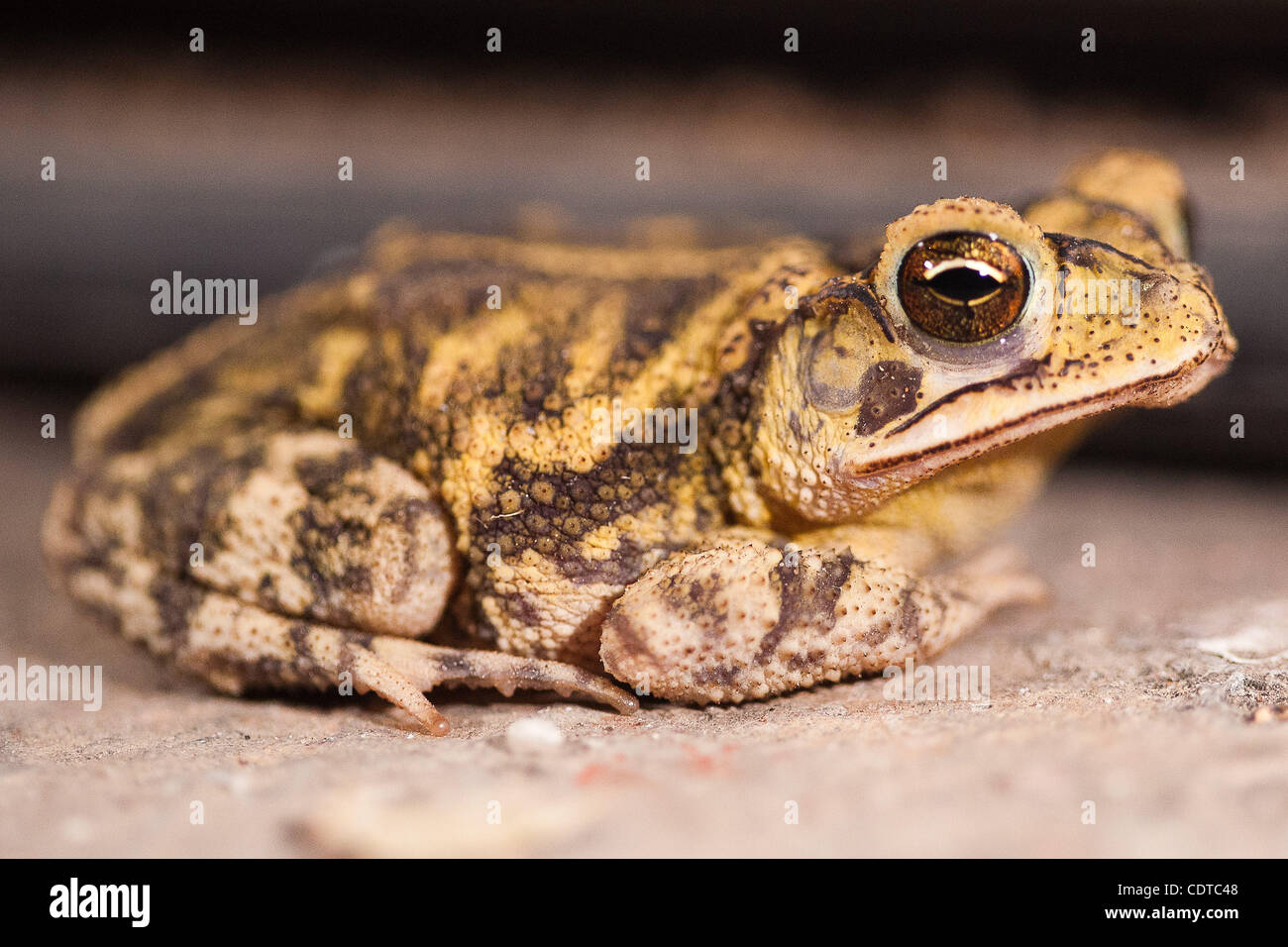 Houston toad hi-res stock photography and images - Alamy