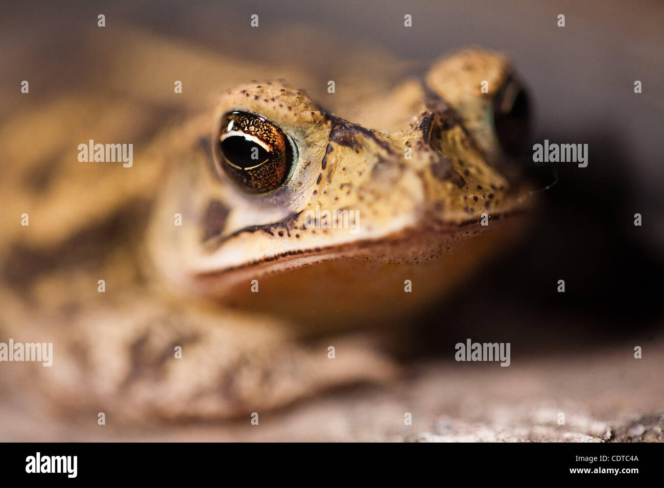 Houston toad hi-res stock photography and images - Alamy