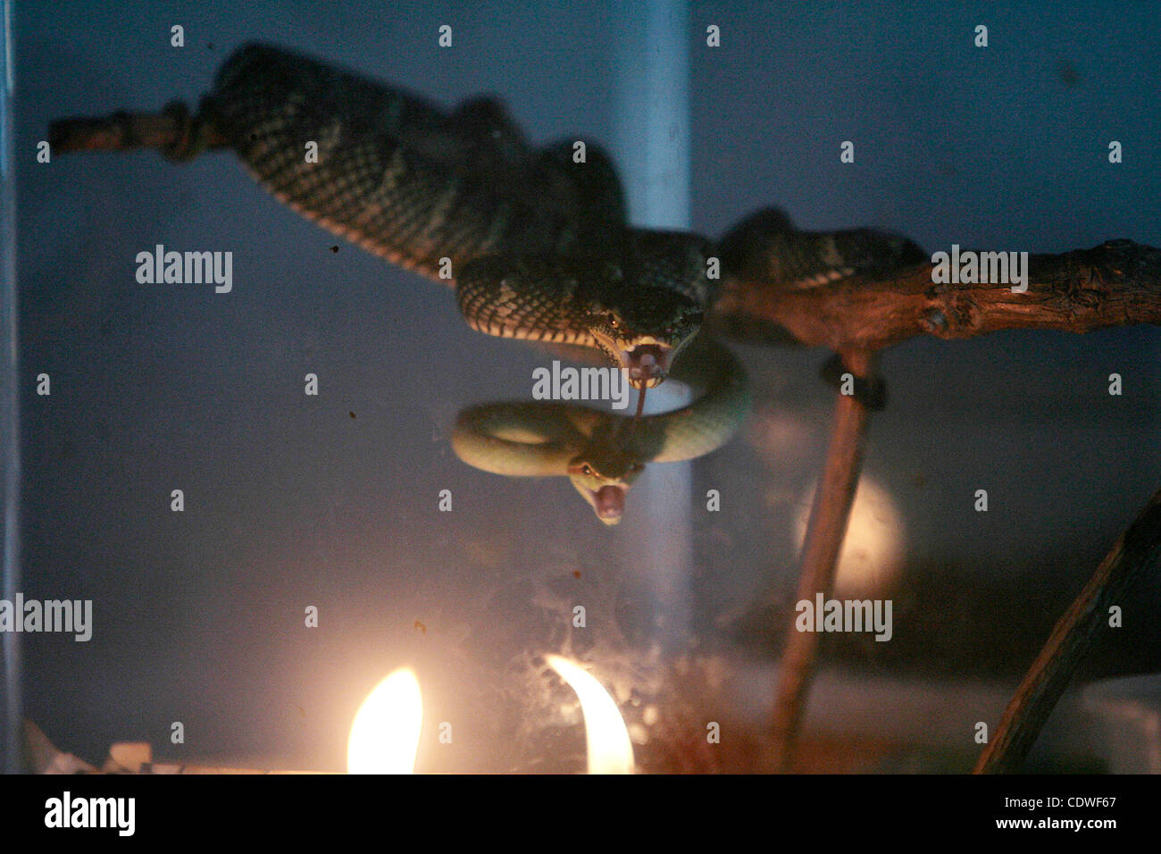 June 17, 2011, Bintan, Indonesia - A pair of snakes that are very ...