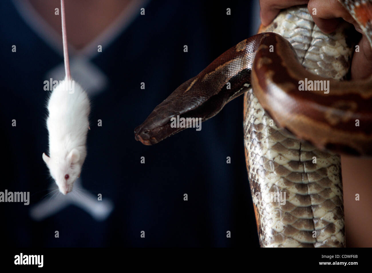 Carefully watched hi-res stock photography and images - Alamy