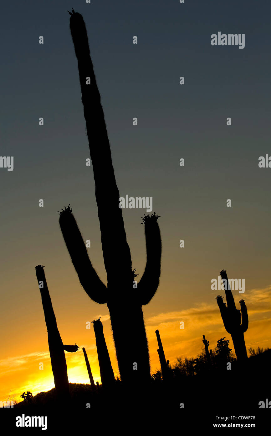 June 13, 2011 - Phoenix, Arizona, U.S - Cactus at sunset in the Sonoran ...