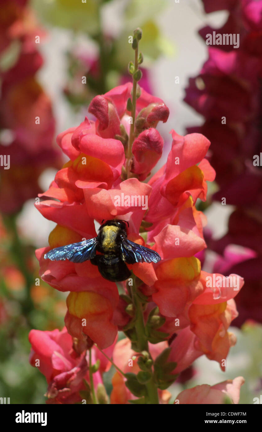 A bee sucking nector on a flower on a sunny day in Srinagar, the summer ...