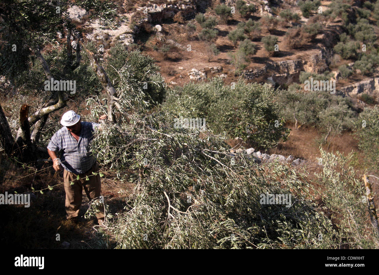 A Palestinian man walks between broken olive tree branches in West Bank ...