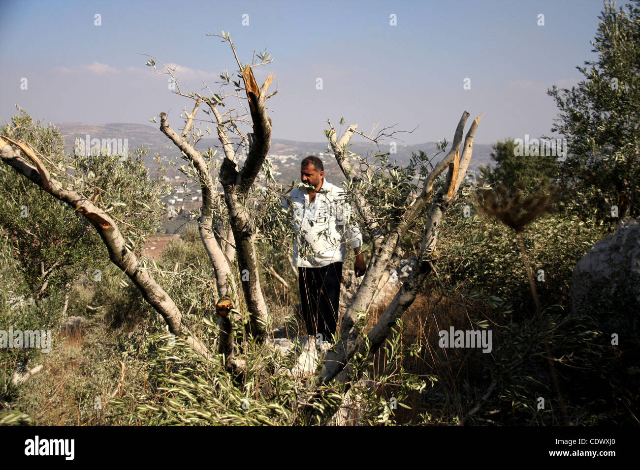 A Palestinian man walks between broken olive tree branches in West Bank ...