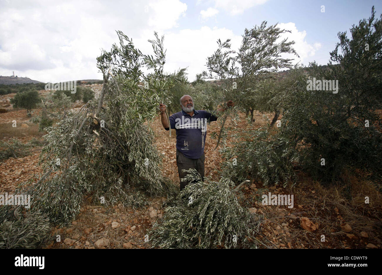 A Palestinian farmer inspects the broken branches of olive trees in the ...
