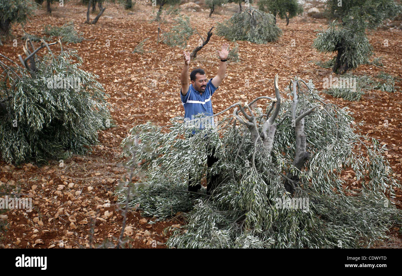 A Palestinian farmer inspects the broken branches of olive trees in the ...
