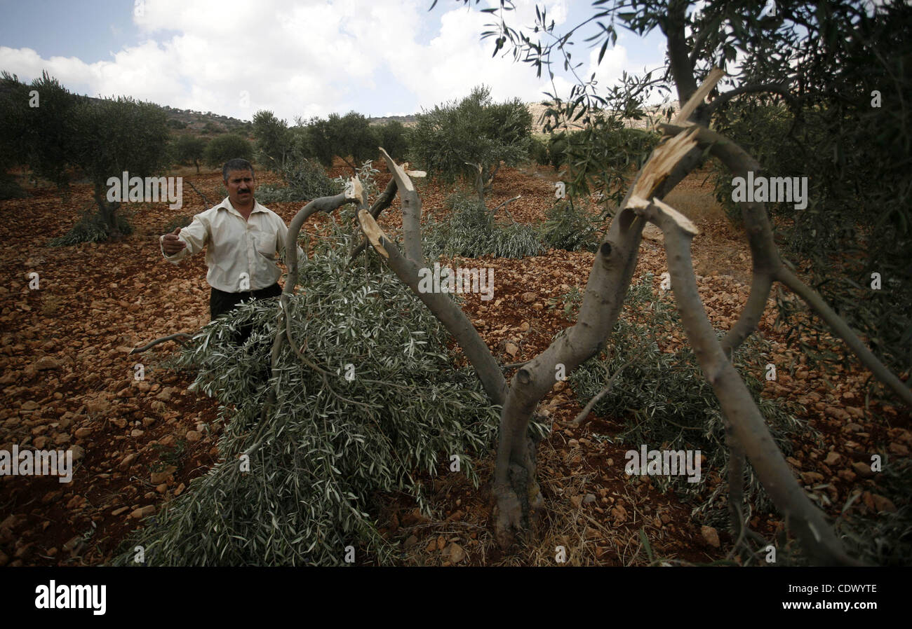 A Palestinian farmer inspects the broken branches of olive trees in the ...