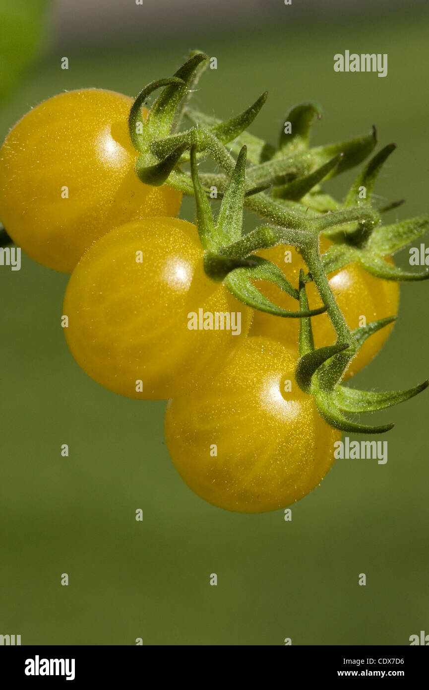Sept. 17, 2011 - Whitmore Lake, Michigan, U.S - Yellow Currant Tomato's ...