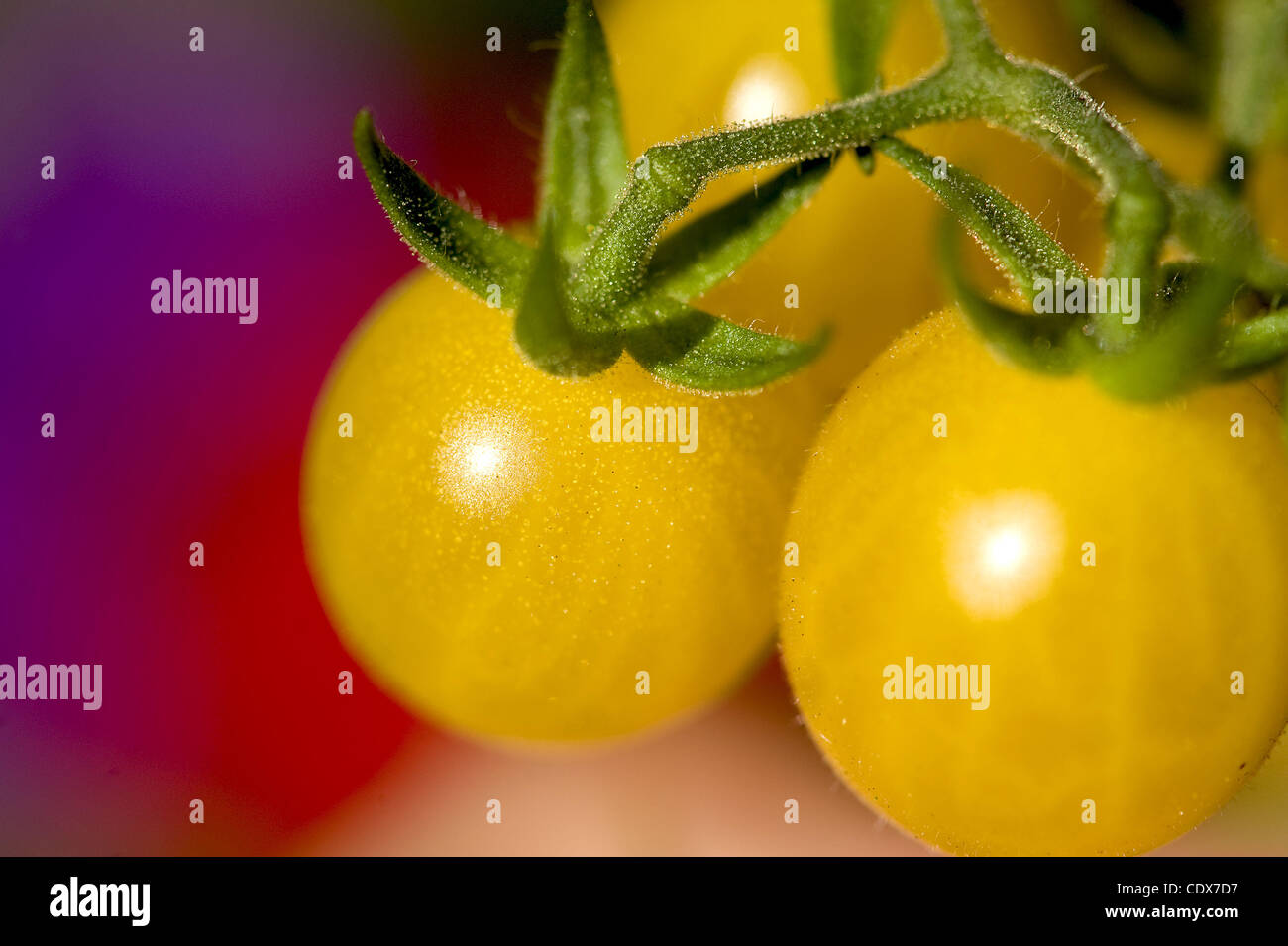 Sept. 17, 2011 - Whitmore Lake, Michigan, U.S - Yellow Currant Tomato's ...