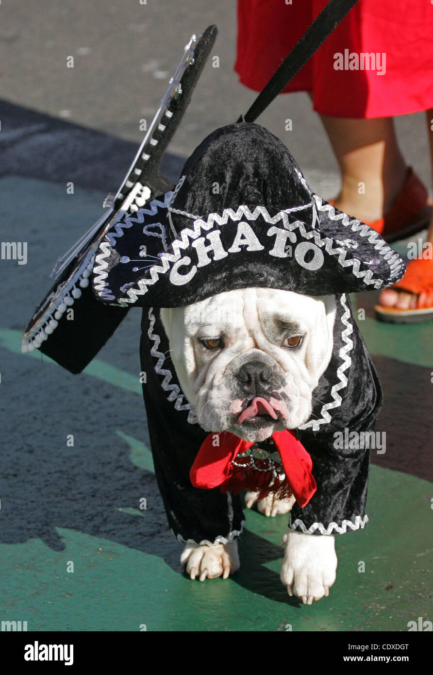 Oct. 30, 2011 - Los Angeles, California, U.S. - A dog is dressed in ...